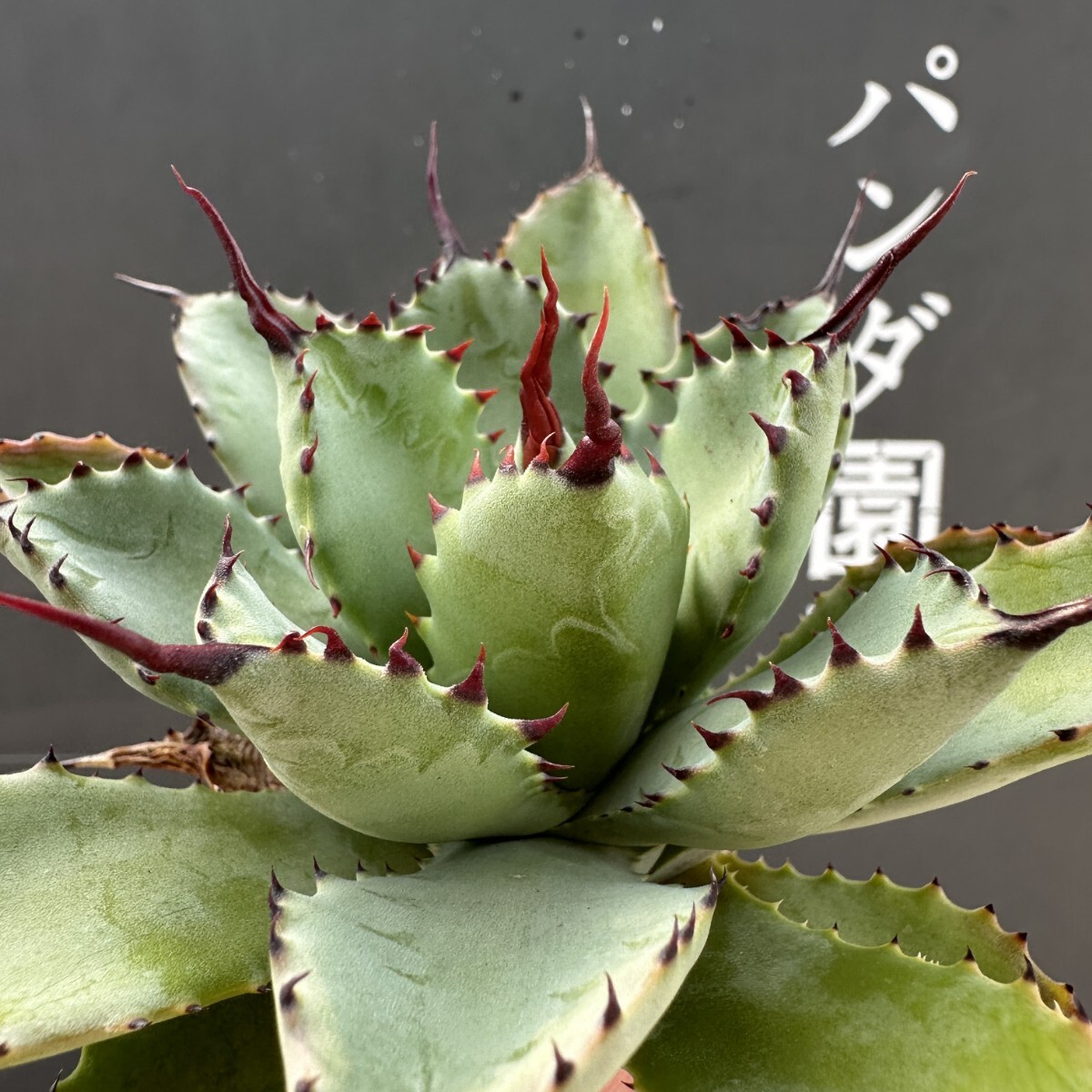 Yahoo!オークション - B76【パンダ園芸】多肉植物 アガベ 強曲棘八荒雷...