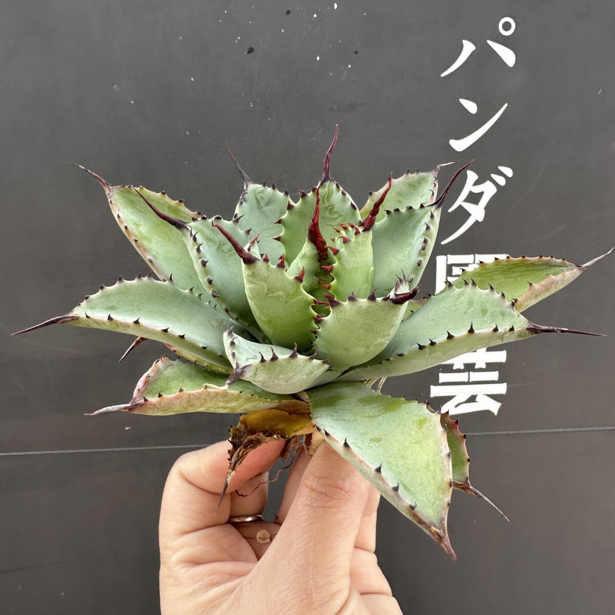 Yahoo!オークション - B76【パンダ園芸】多肉植物 アガベ 強曲棘八荒雷...