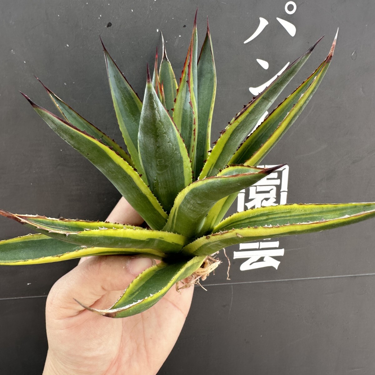 Yahoo!オークション - B78【パンダ園芸】アガベ スノーグロー錦 鮮明錦...