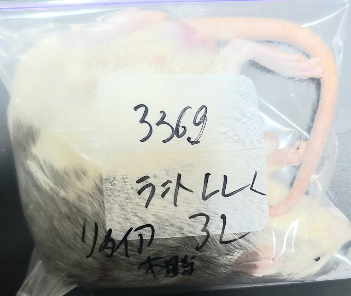 Yahoo!オークション - リタイア相当3Lラット 336gオス 超特大LLL 同梱...