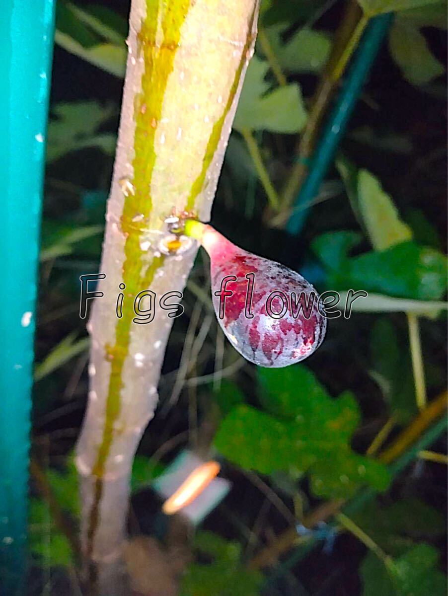 Yahoo!オークション - イチジク苗木 Figs flower(フィグ フラワー) 管...