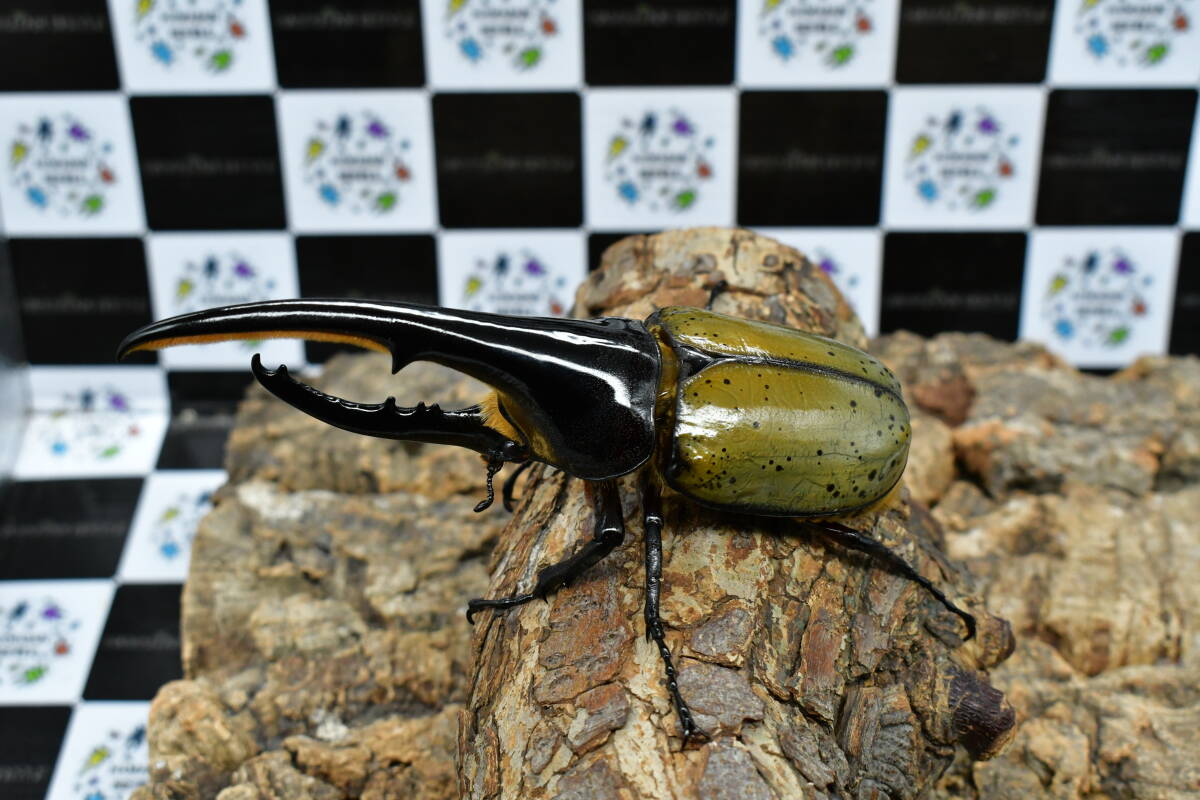 Yahoo!オークション - DHヘラクレスオオカブト 新成虫 ♂単品 WF2 ①