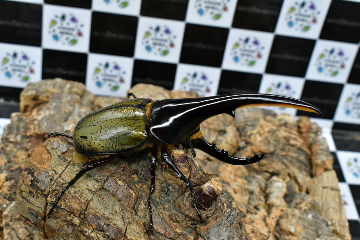 Yahoo!オークション - DHヘラクレスオオカブト 新成虫 ♂単品 WF3 ④