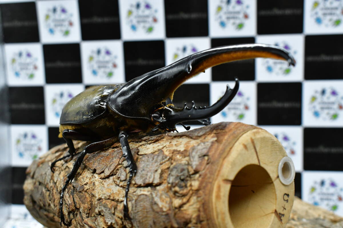 Yahoo!オークション - DHヘラクレスオオカブト 新成虫 ♂単品 WF2 ⑥