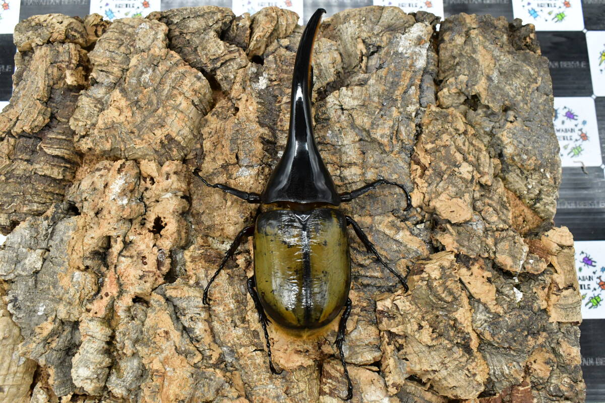 Yahoo!オークション - DHヘラクレスオオカブト 新成虫 ♂単品 WF2 ⑥