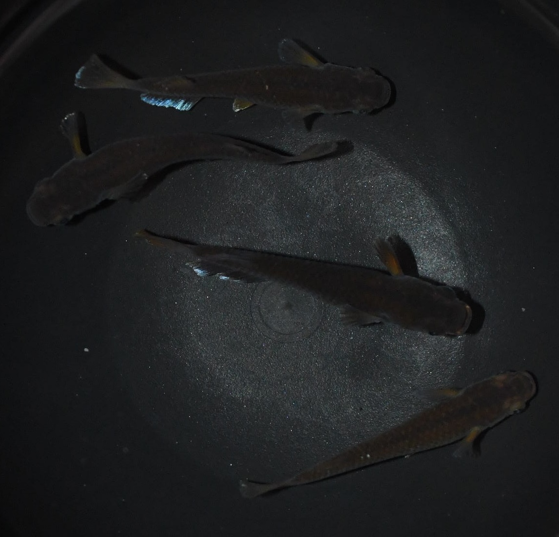 Yahoo!オークション - SS オランジェ オス1匹 メス3匹 A44