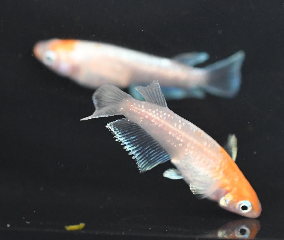 Yahoo!オークション - SS レッドクリフ紅白1ペア A83