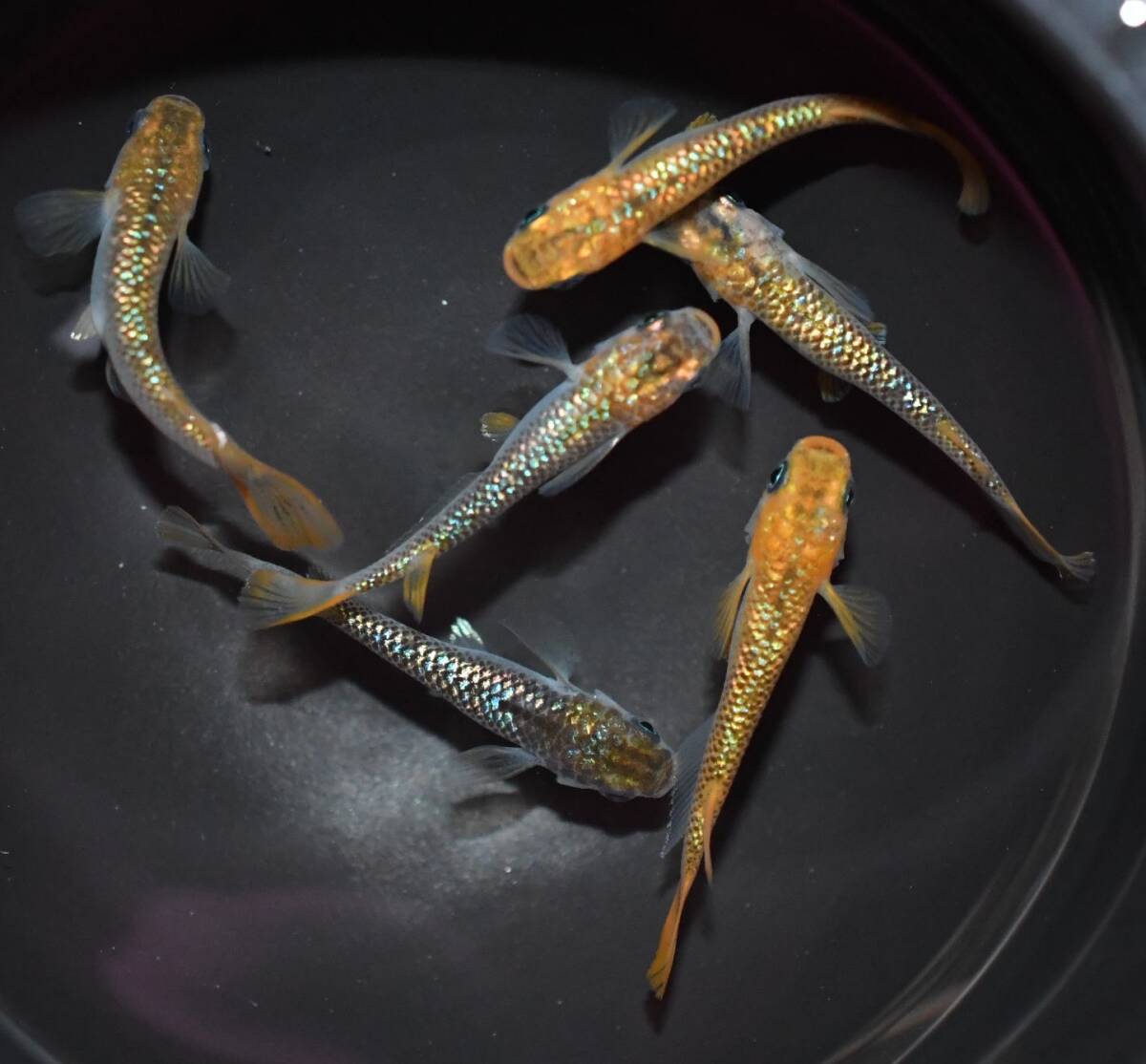 Yahoo!オークション - SS 令和オーロラサファイア3ペア A155