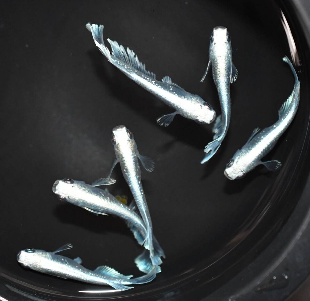 Yahoo!オークション - SS エメキン3ペア A230