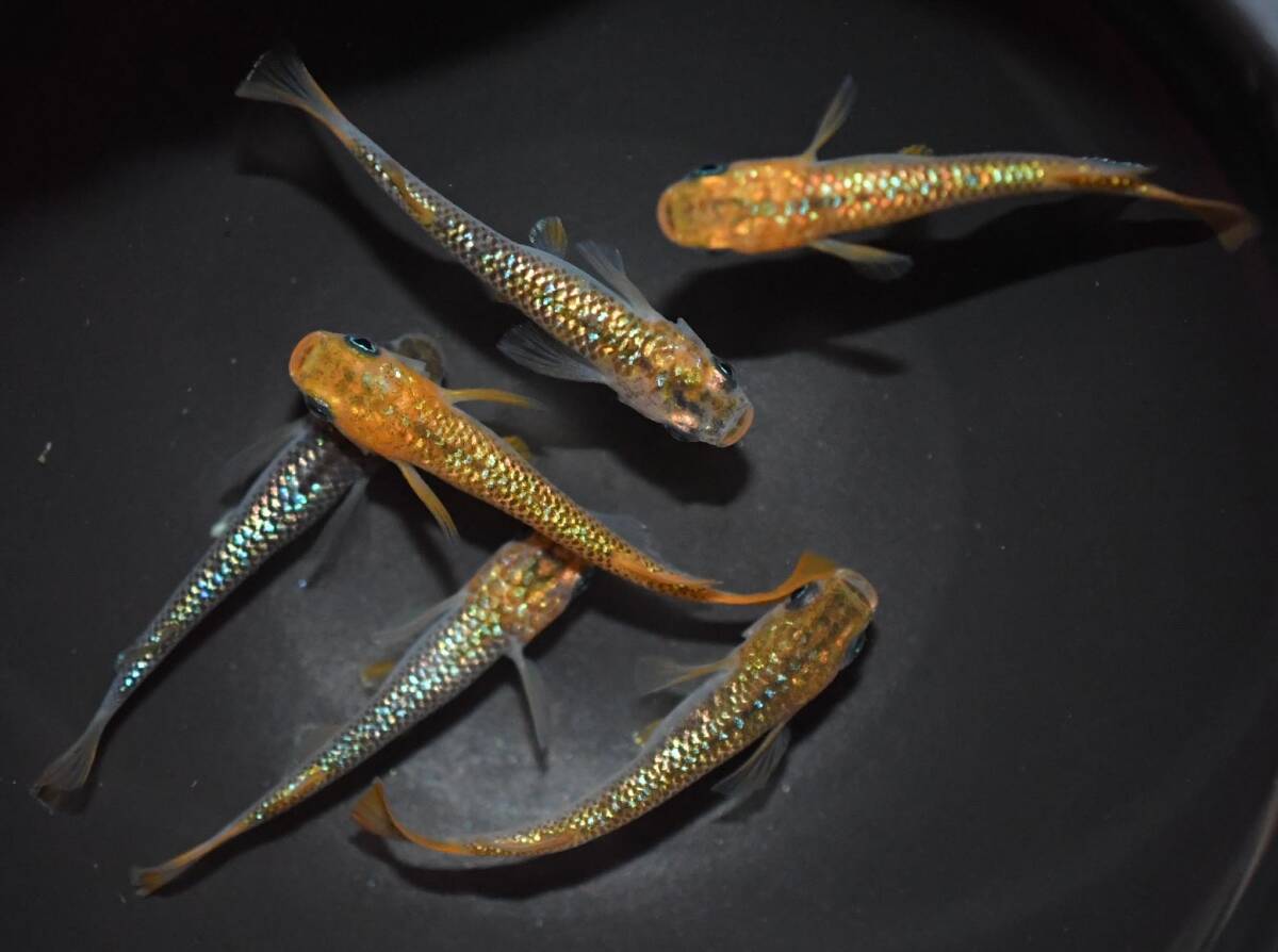 Yahoo!オークション - SS 令和オーロラサファイア3ペア A155