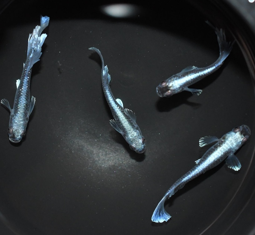 Yahoo!オークション - SS 黒フロマージュ 2ペア A255