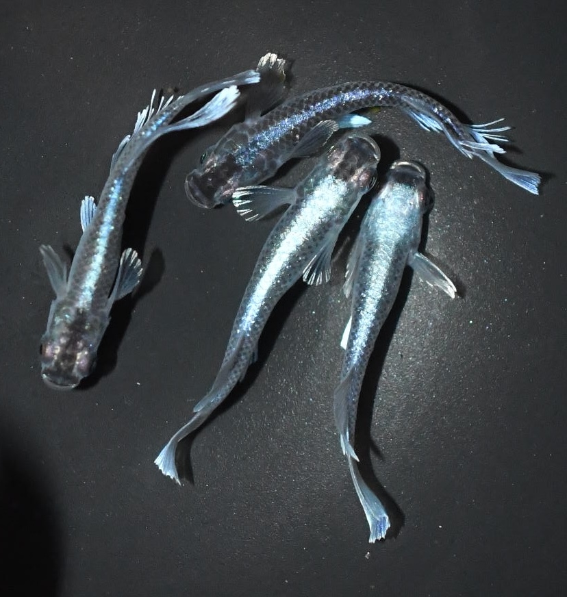 Yahoo!オークション - SS 黒フロマージュ 2ペア A97