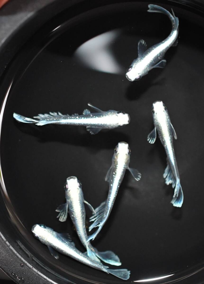 Yahoo!オークション - SS エメキン3ペア A230