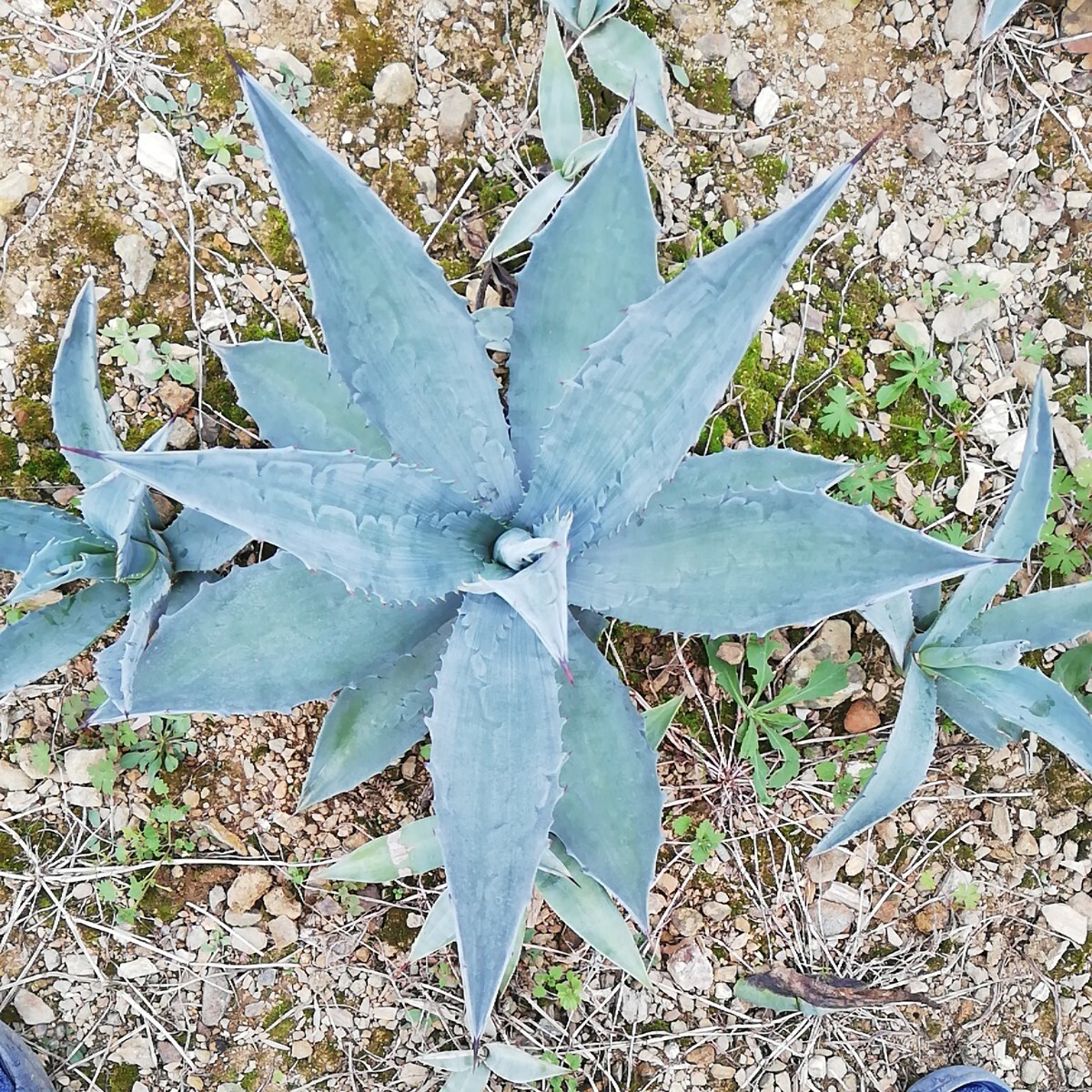 Yahoo!オークション - アオノリュウゼツランアガベ