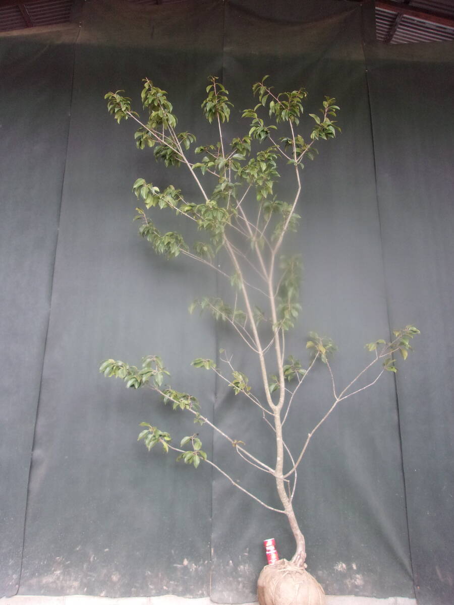 Yahoo!オークション - ソヨゴ 298