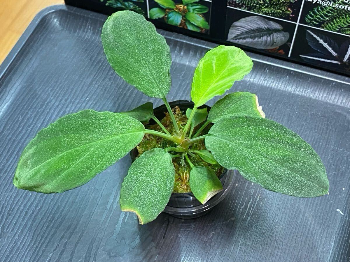 Yahoo!オークション - Homalomena sp.“Sunshine”BNN from Sibolga ti...