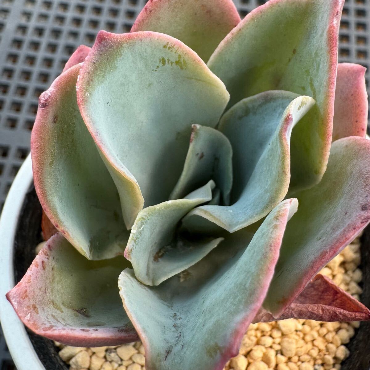 Yahoo!オークション - 多肉植物 エケベリア sp.Huautla L98/58 鉢6.5...