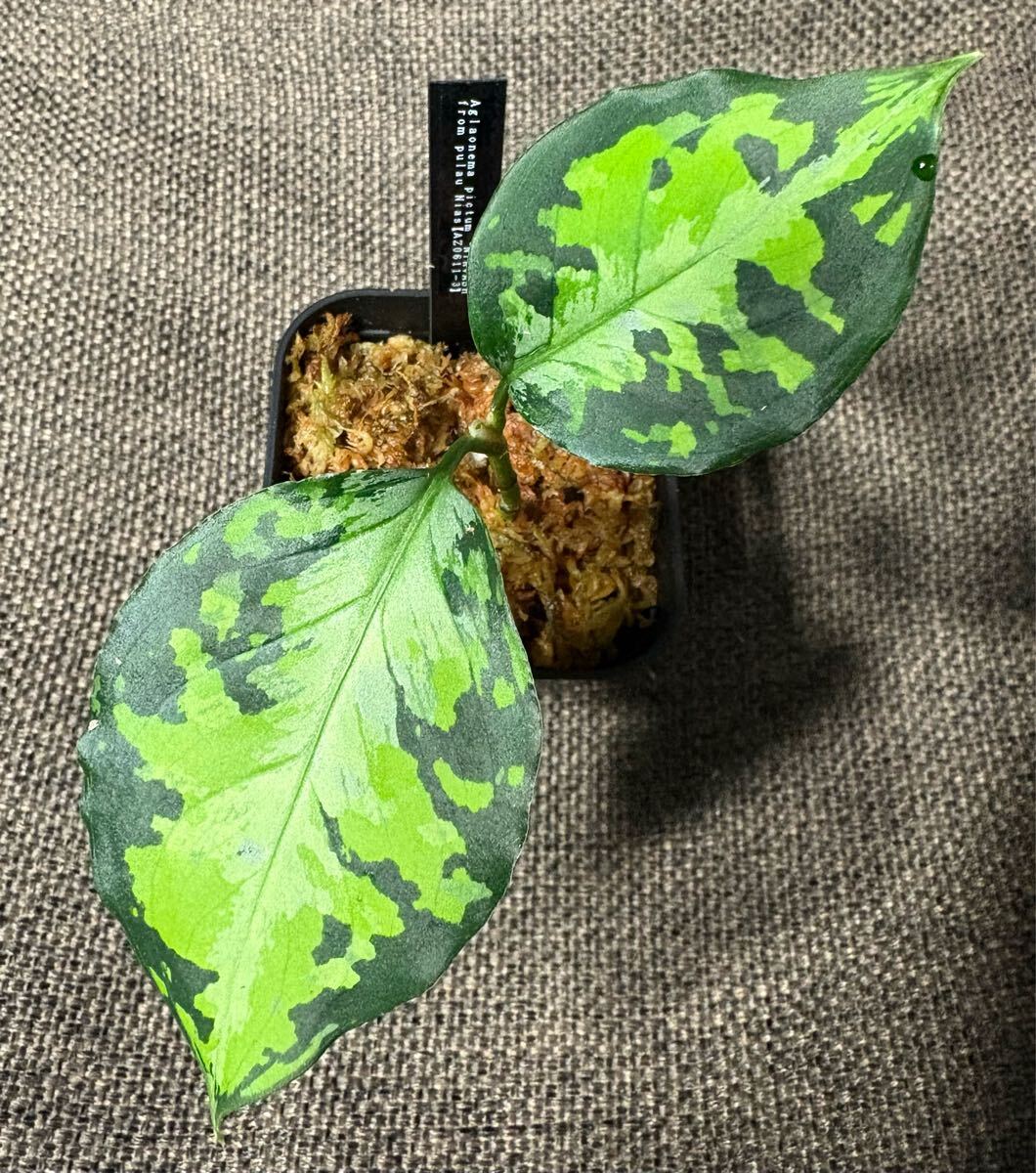 Yahoo!オークション - ①Aglaonema pictum type NIRVASH from Pulau Ni...