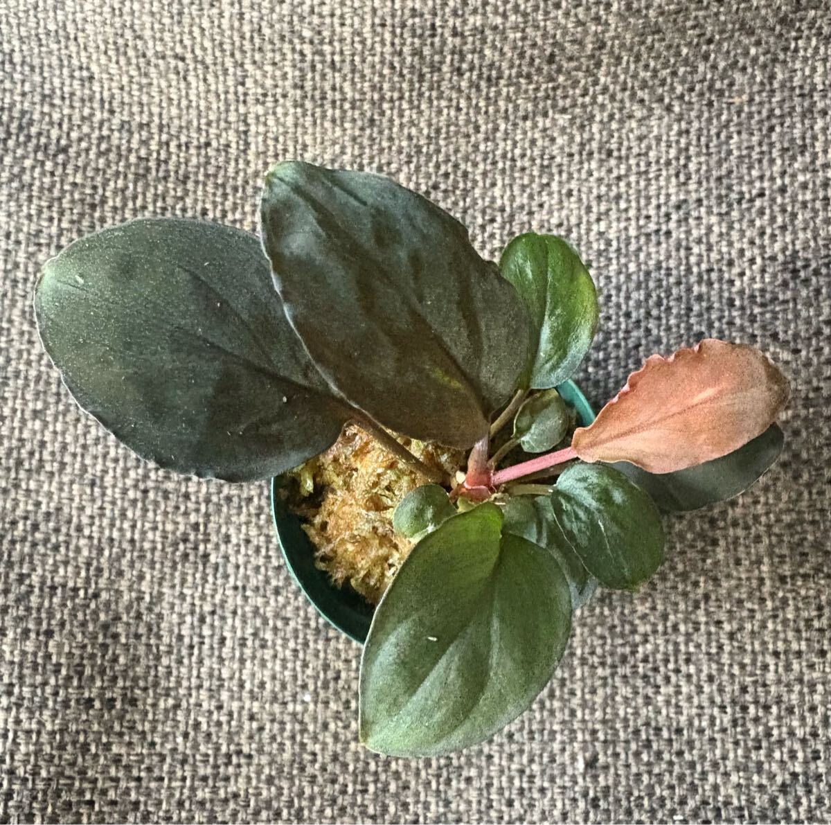 Yahoo!オークション - Homalomena sp Sunshine BNN from Sibolga timur...