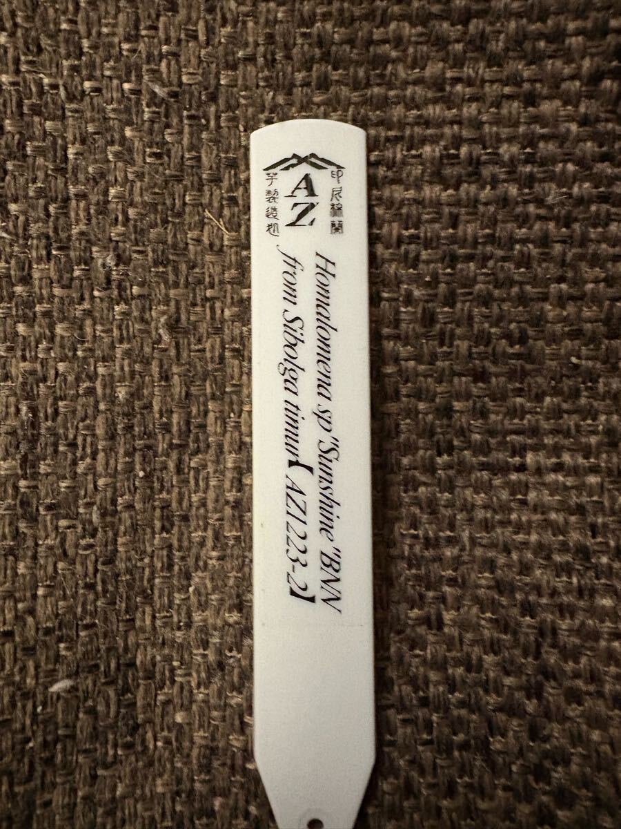 Yahoo!オークション - Homalomena sp Sunshine BNN from Sibolga timur...