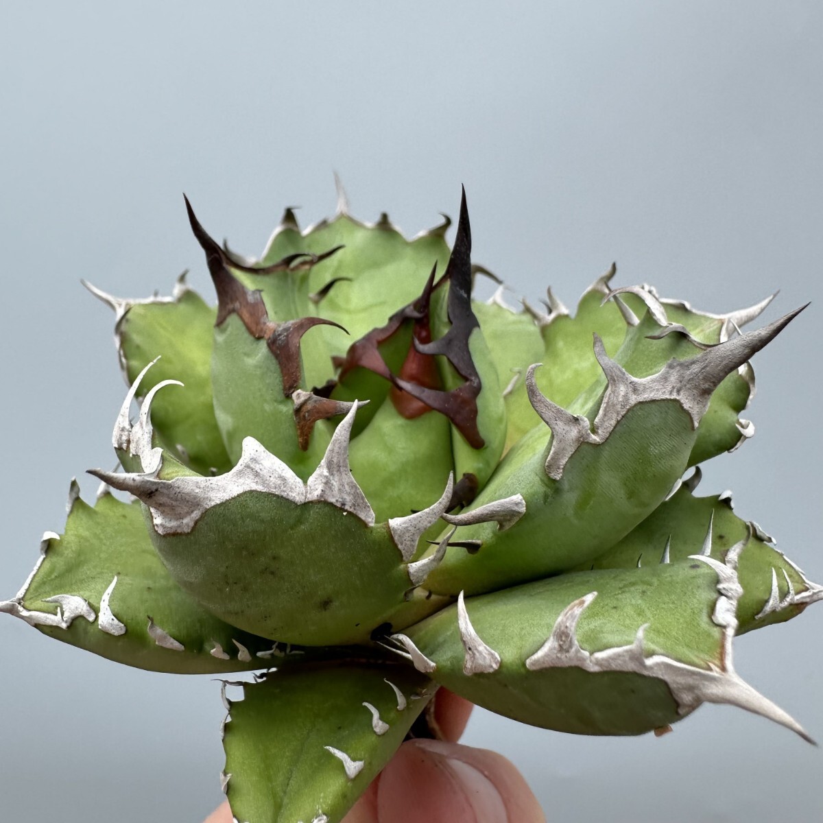 Yahoo!オークション - 【L LONG】CB6 特選 アガベ 多肉植物 チタノタ ...