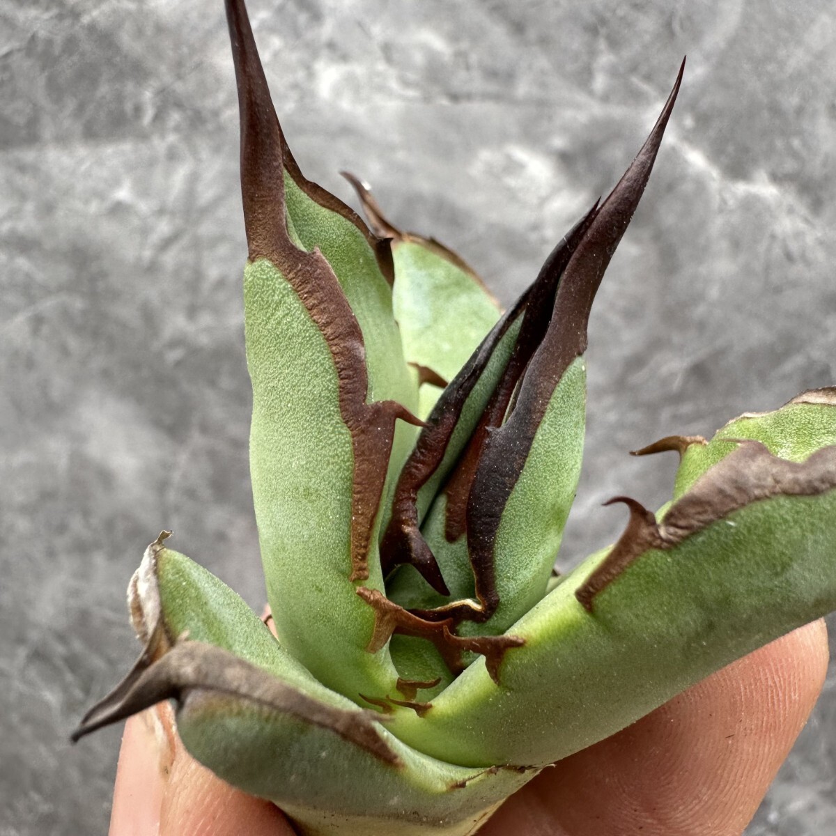 Yahoo!オークション - N69 特選 アガベ チタノタ 実生株 大甲蓋 無名 ...