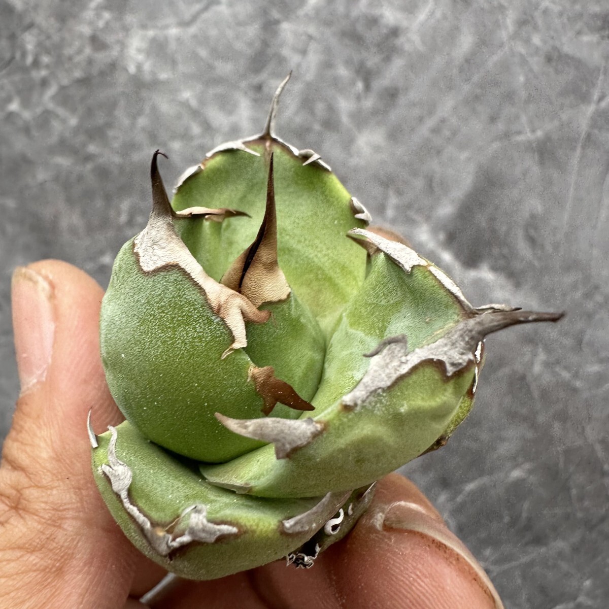 Yahoo!オークション - N66 特選 アガベ チタノタ 実生株 大甲蓋 無名 ...