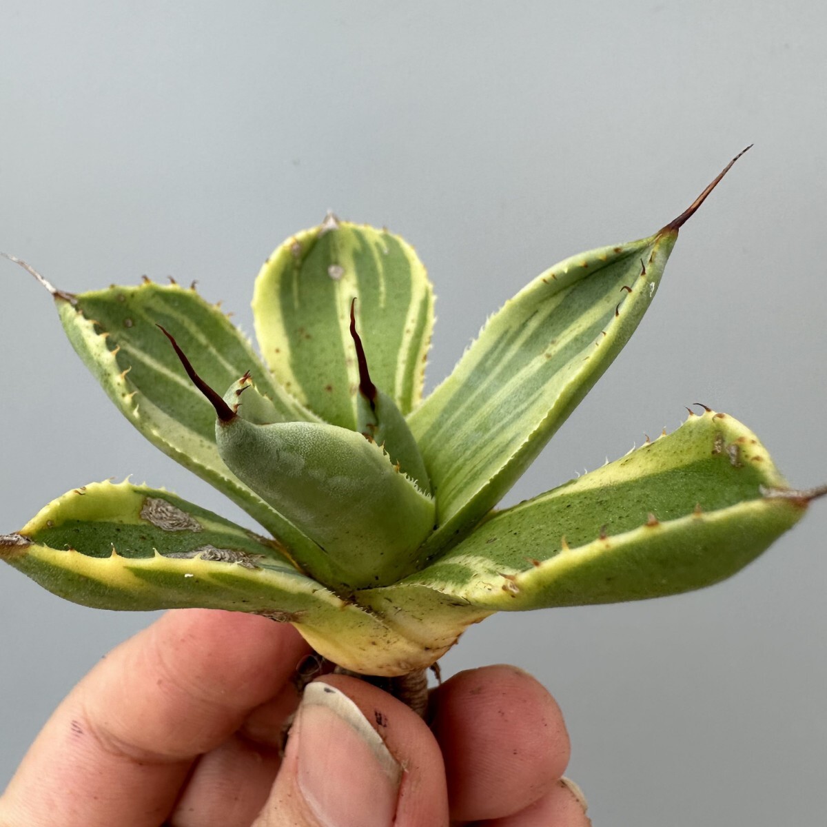 Yahoo!オークション - 【L LONG】CD9 アガベ パリー トランカータ ライ...