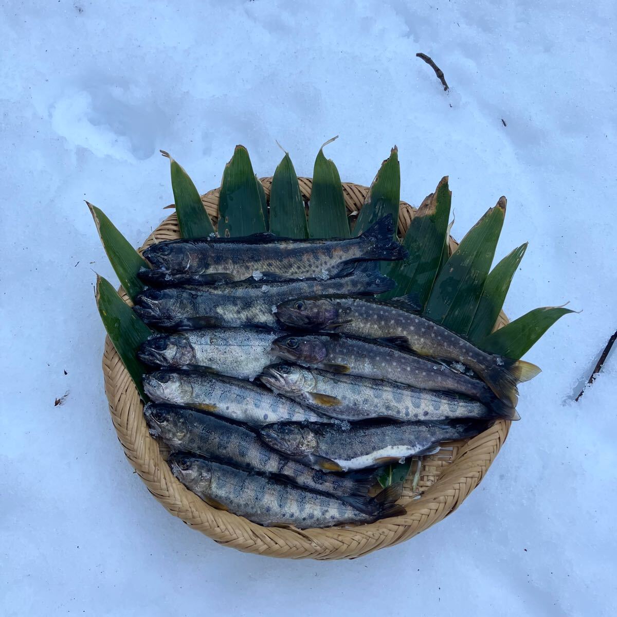 天然山女 岩魚(その他)｜売買されたオークション情報、yahooの商品情報をアーカイブ公開 - オークファン（aucfan.com）