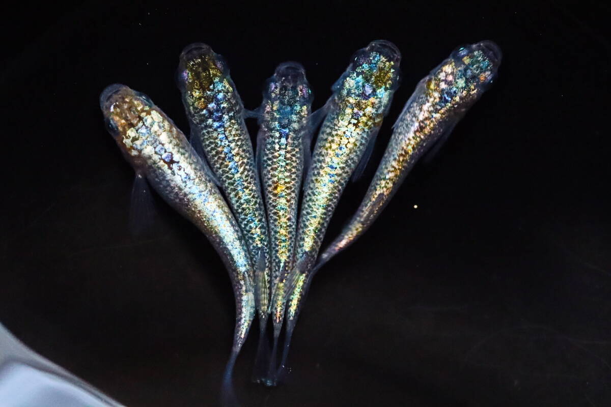 Yahoo!オークション - 丸長メダカ K36【 ロワゾーブルー（普通ヒレ）