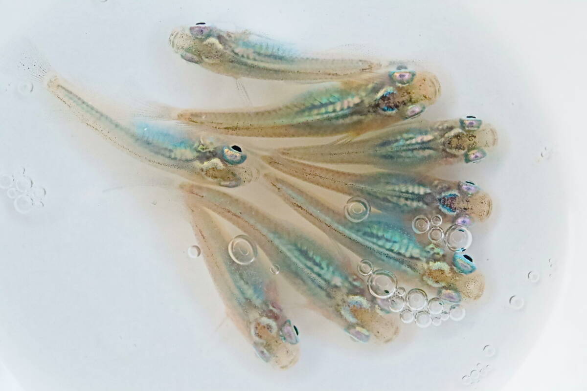 Yahoo!オークション - 丸長メダカ Q39【 深海ダルマ 種親クラス 】8匹 ...