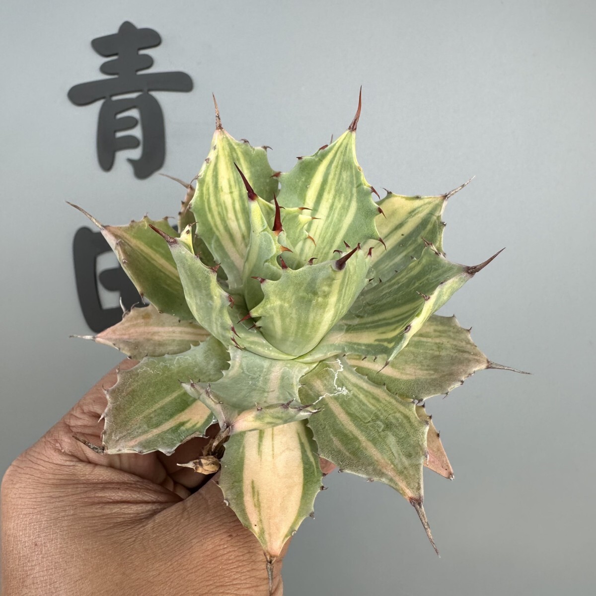 Yahoo!オークション - AP9 【青田園芸】 特選 アガベ 多肉植物 イシス...