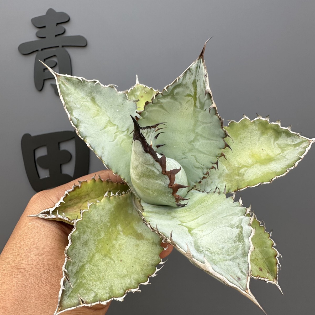 Yahoo!オークション - AR4【青田園芸】 多肉植物 アガベ チタノタ ライ...