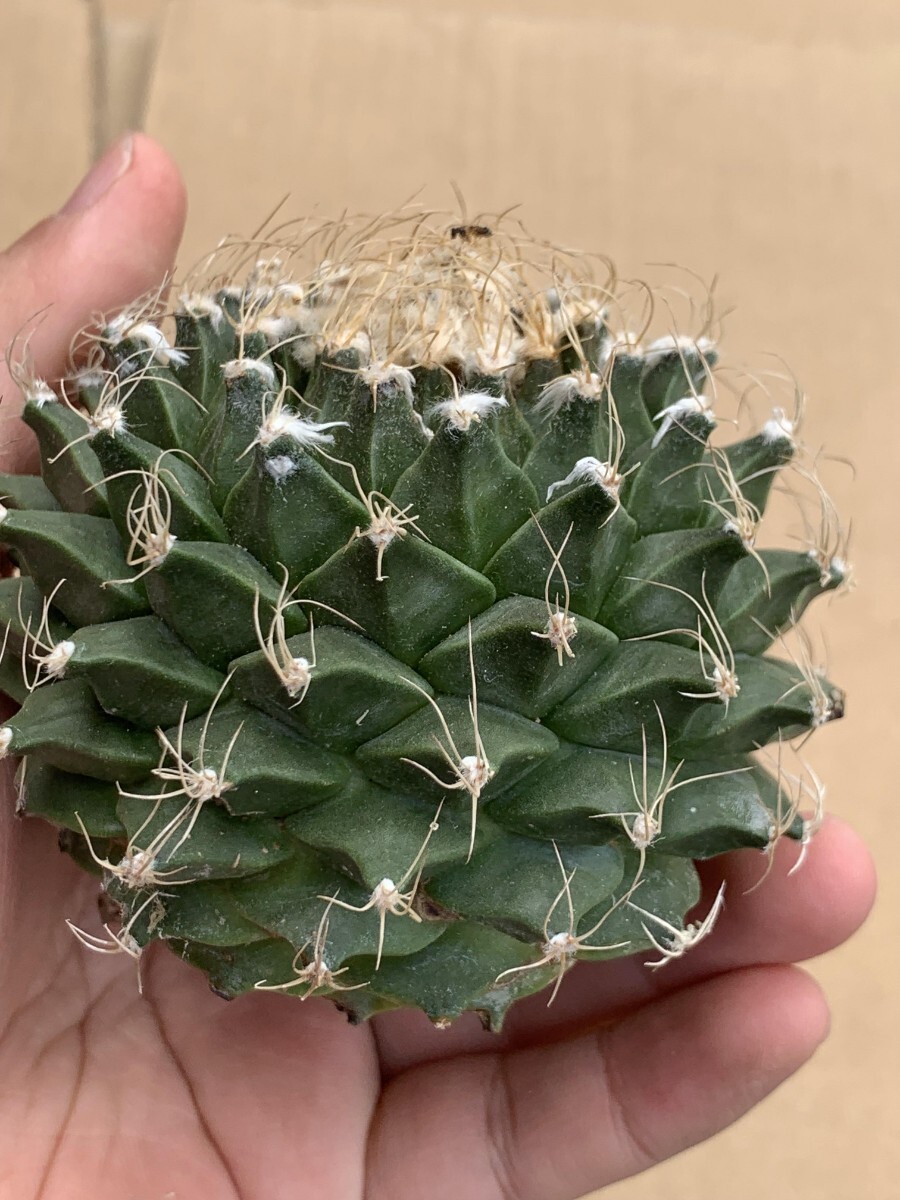 Yahoo!オークション - DD52人気種 サボテン 帝冠 オブレゴニア