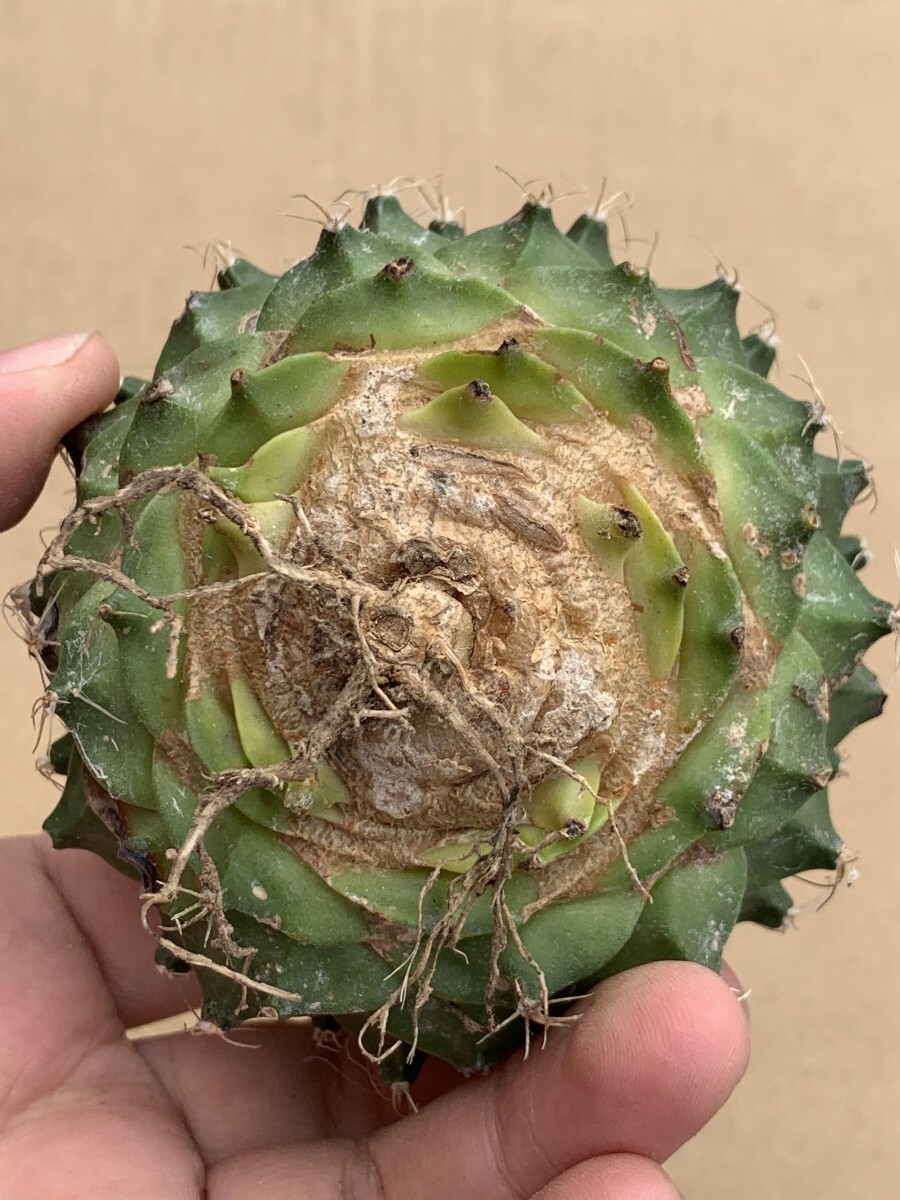 Yahoo!オークション - DD52人気種 サボテン 帝冠 オブレゴニア