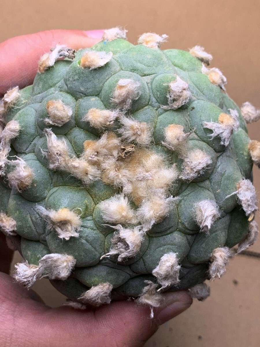 Yahoo!オークション - FF35サボテン 白肌多毛ディフューザー 美球 ロフ...