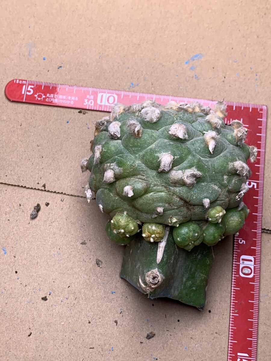 Yahoo!オークション - FF35サボテン 白肌多毛ディフューザー 美球 ロフ...