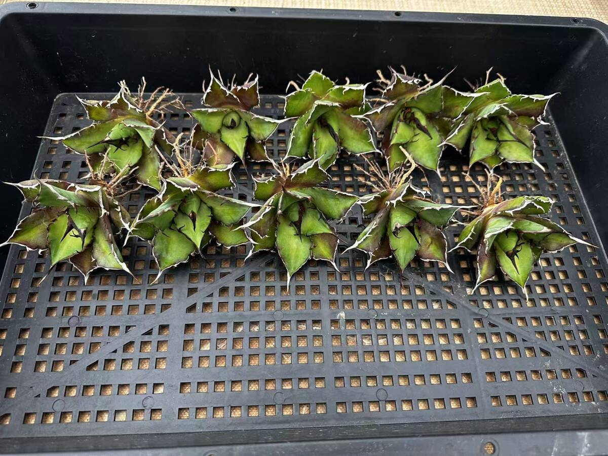 Yahoo!オークション - S26-8【瀧將plant】多肉植物 アガベ チタノタ AG...