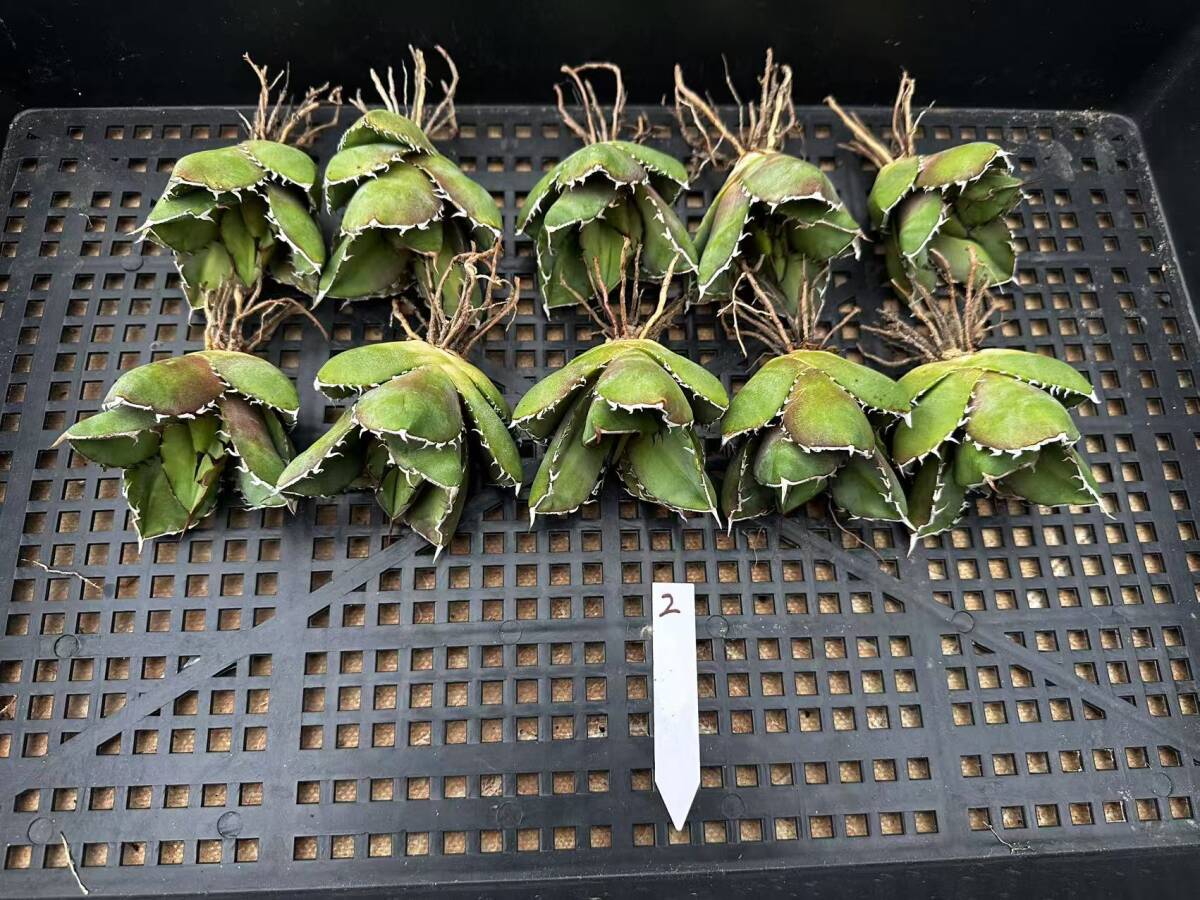 Yahoo!オークション - S58-2【瀧將plant】多肉植物 アガベ チタノタ 達...