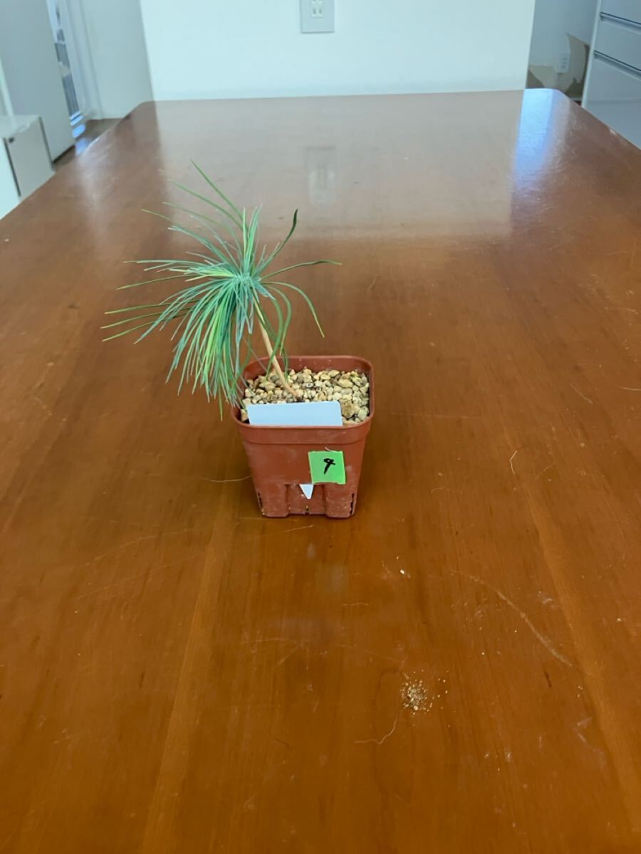 Yahoo!オークション - ピニョンマツ マルチネスピニョン-4