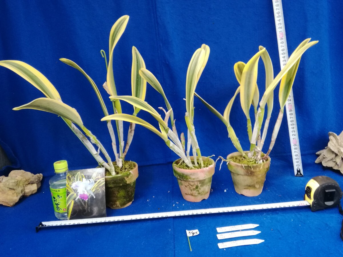 Yahoo!オークション - No.0345 斑入り ラン 斑入カトレア C.Sedlescomb...