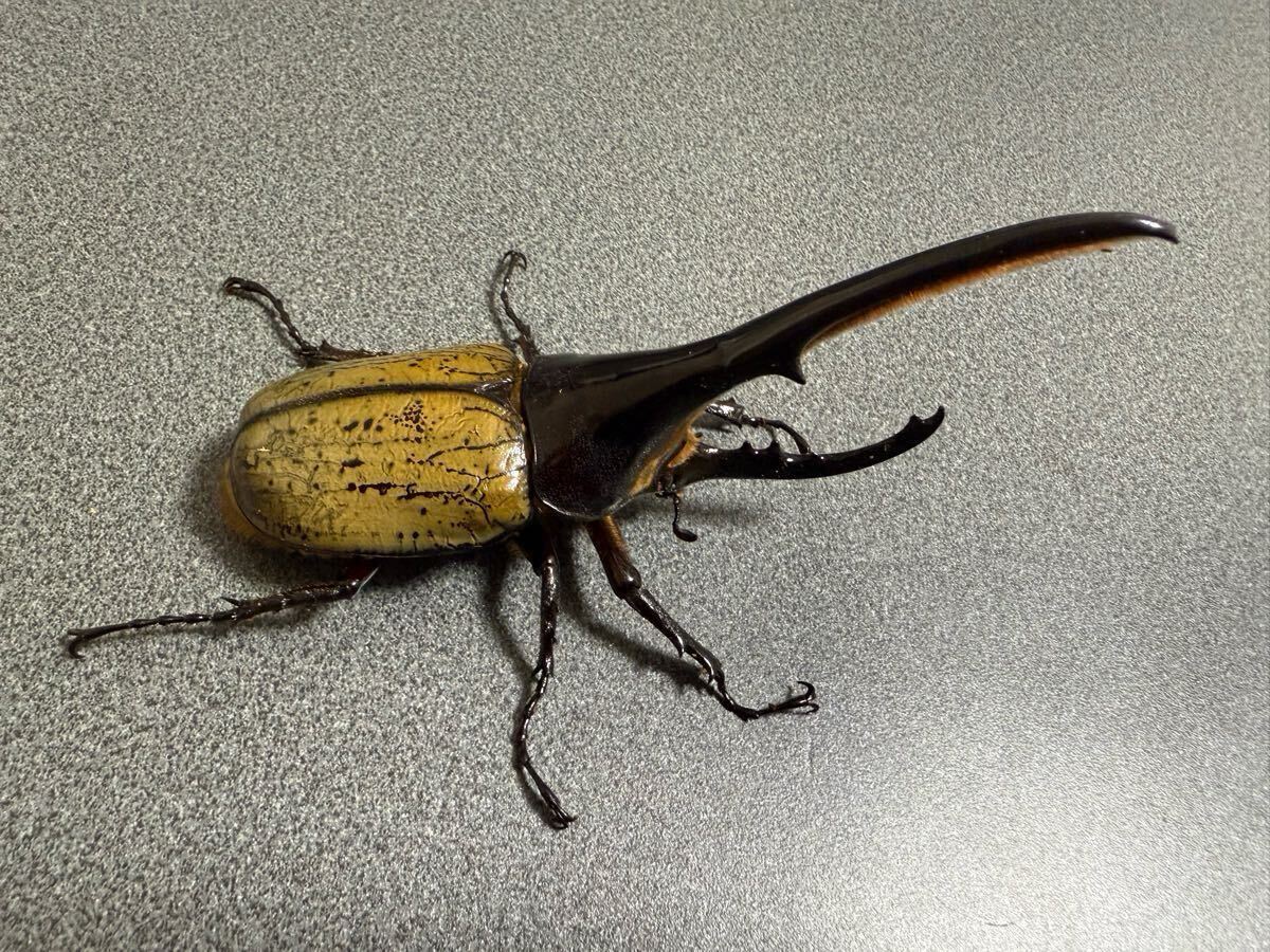 Yahoo!オークション - DHヘラクレス OAKS血統 ヘラクレスオオカブト オ...