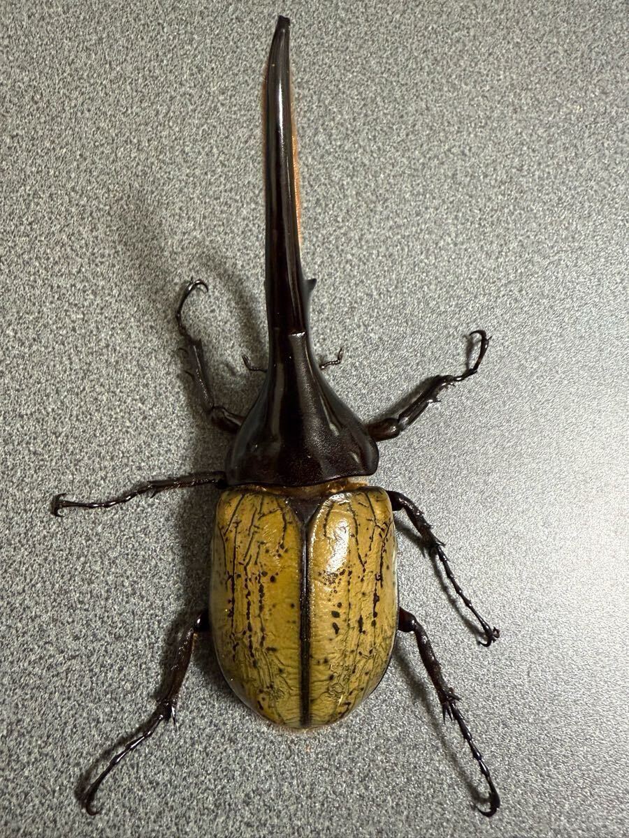 Yahoo!オークション - DHヘラクレス OAKS血統 ヘラクレスオオカブト オ...