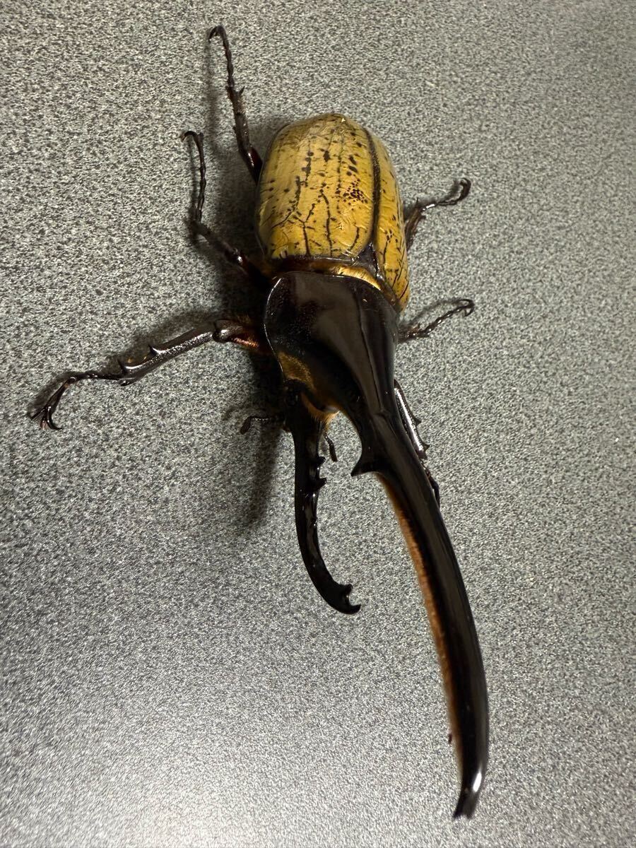 Yahoo!オークション - DHヘラクレス OAKS血統 ヘラクレスオオカブト オ...