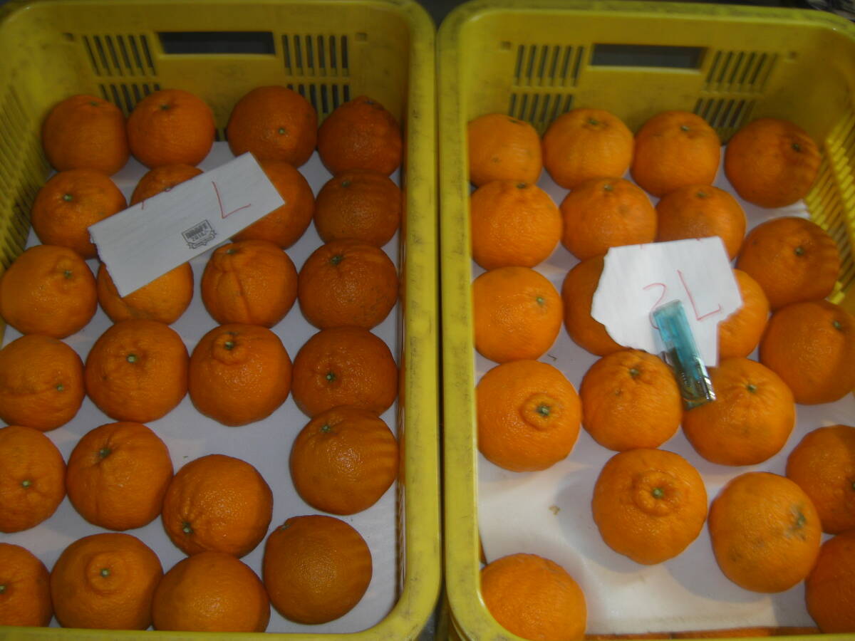 Yahoo!オークション - 不知火 デコ・・ 7Kg L～2Lサイズ 家庭用 和歌...