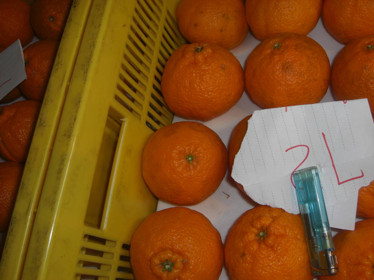 Yahoo!オークション - 不知火 デコ・・ 7Kg L～2Lサイズ 家庭用 和歌...