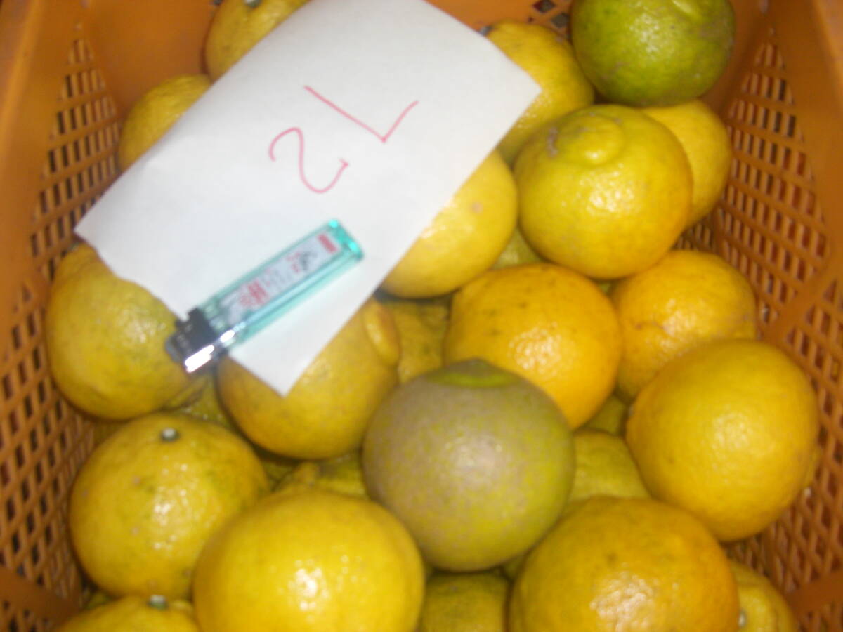 Yahoo!オークション - はるか 7Kg L～2Lサイズ 家庭用 和歌山県下津