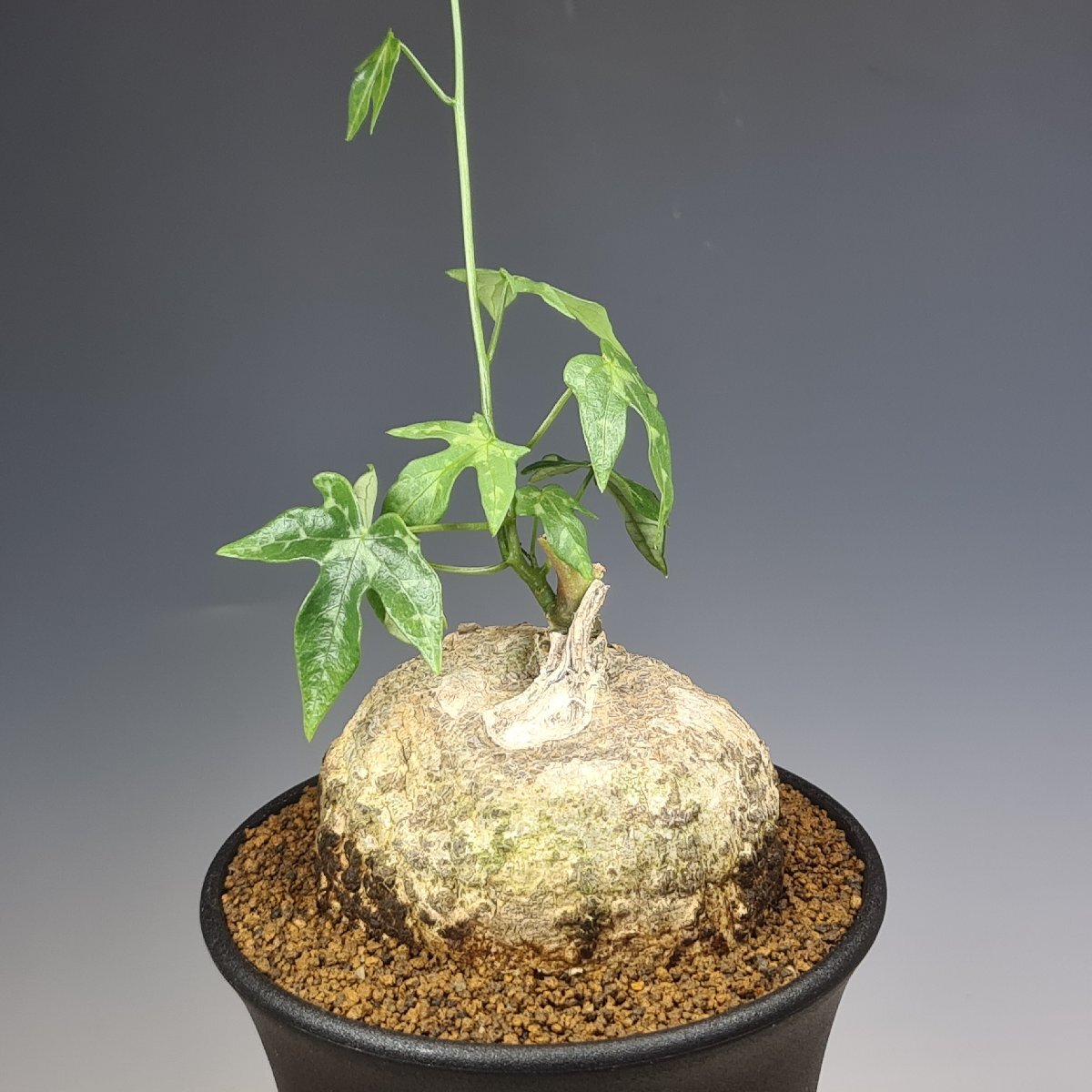 Yahoo!オークション - アデニア・リンデニー Morogoro Prov. Tanzania ...