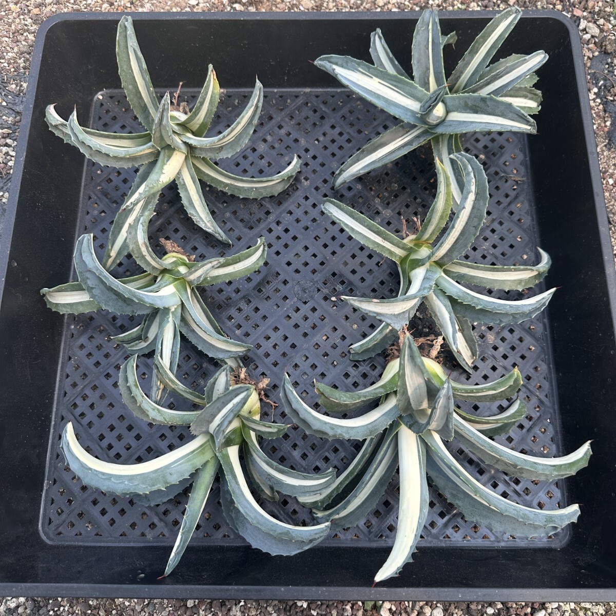 Yahoo!オークション - AB3 多肉植物 アガベ アメリカーナ 華厳 白中斑 ...