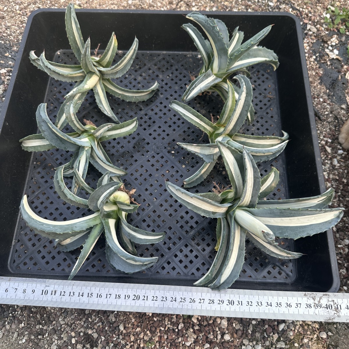 Yahoo!オークション - AB3 多肉植物 アガベ アメリカーナ 華厳 白中斑 ...